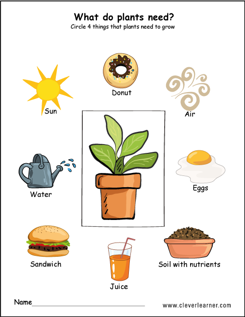 What Plants Need To Grow Worksheets For Preschools